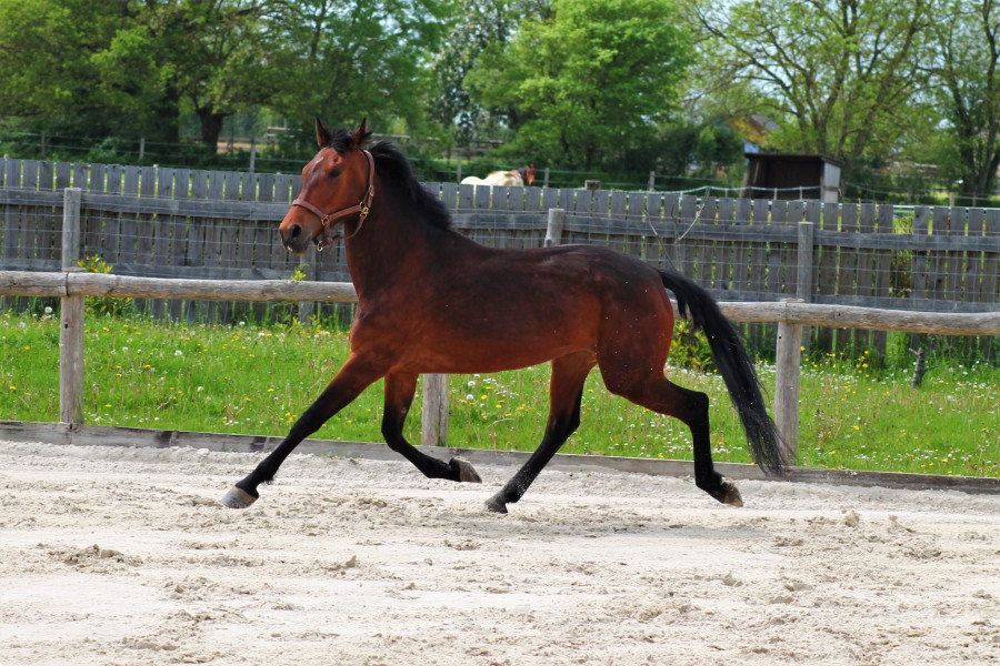 Petites annonces équestres de Ecurieslgs | ChevalAnnonce.com