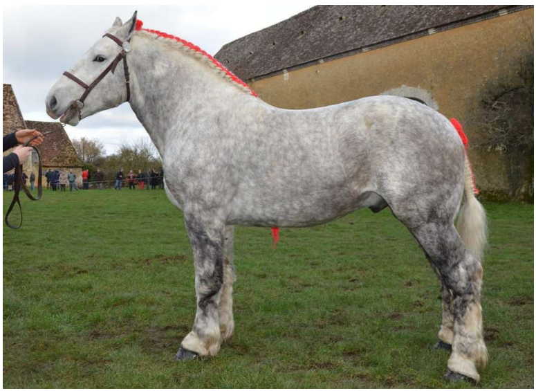 Jument Percheronne PP | ChevalAnnonce.com
