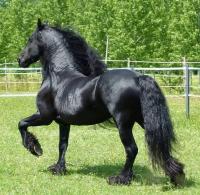 Le cheval Frison, une race à découvrir