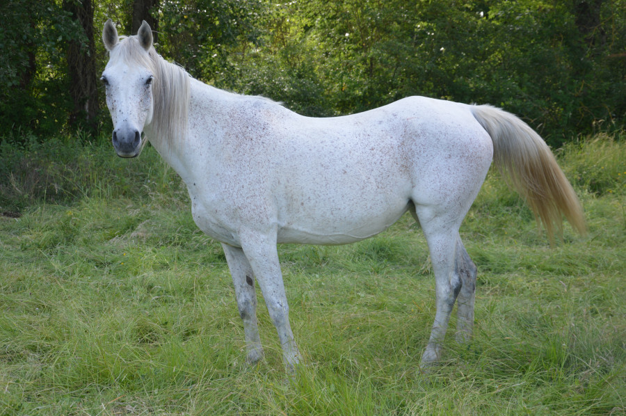 Jument poulinière origine endurance | ChevalAnnonce.com