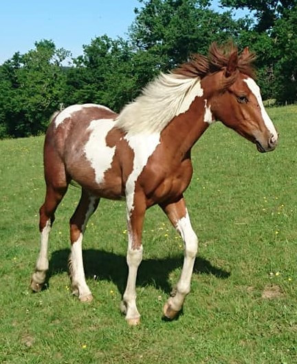 Poulain OC pie alezan | ChevalAnnonce.com