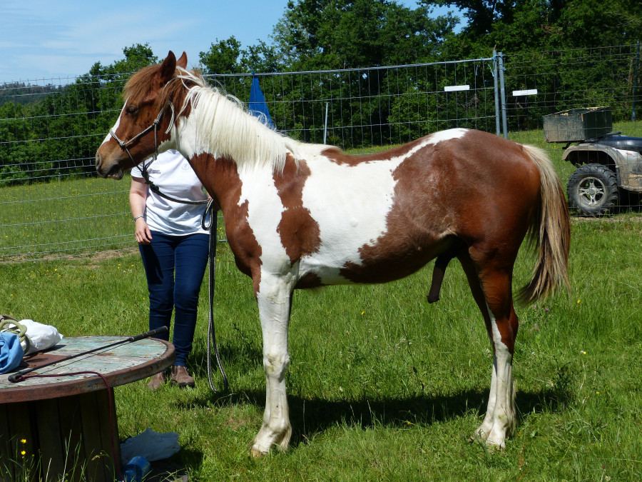 Poulain OC pie alezan | ChevalAnnonce.com