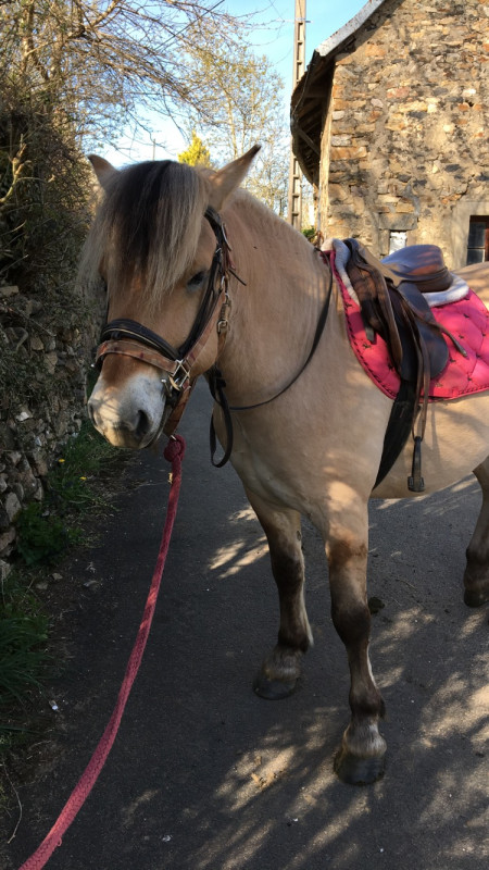 Double poney entier fjord | ChevalAnnonce.com