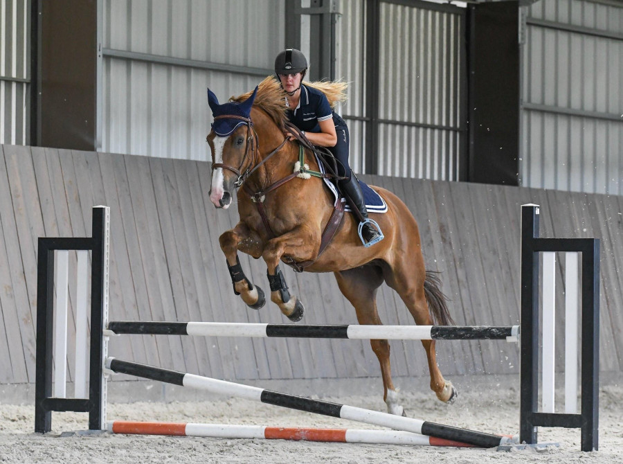 Beau cheval SBS, pour CSO | ChevalAnnonce.com