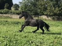 Le cheval Frison, une race à découvrir