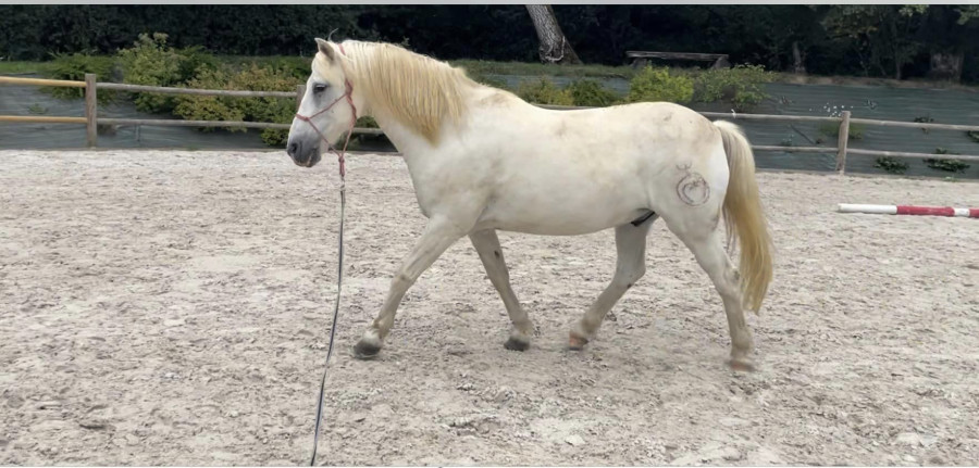 Cheval de club | ChevalAnnonce.com