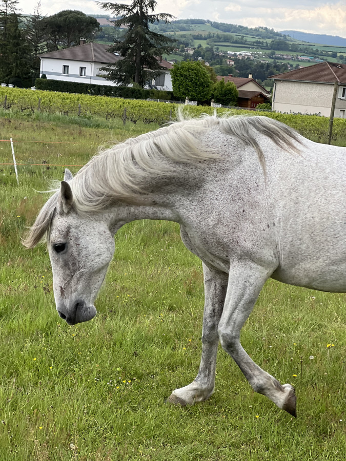 Jument de loisirs | ChevalAnnonce.com