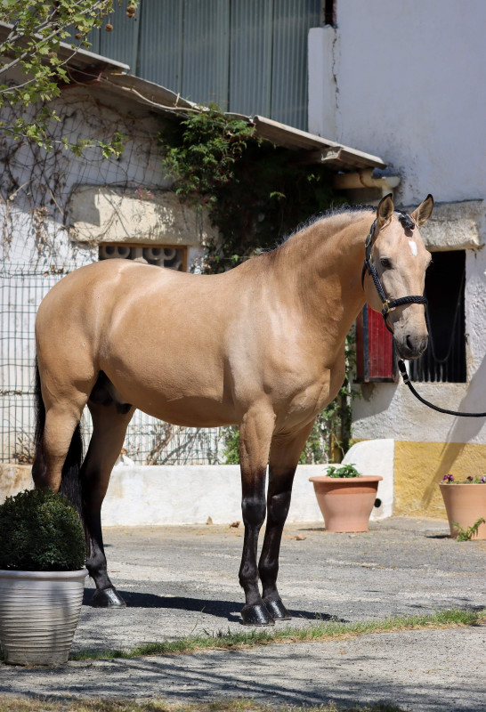 Pure race espagnole entier Isabelle | ChevalAnnonce.com