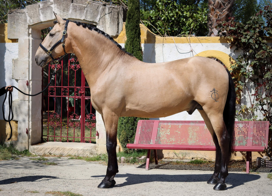 Pure race espagnole entier Isabelle | ChevalAnnonce.com