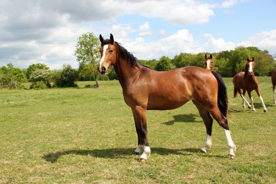 Belle jument selle français avec de la force | ChevalAnnonce.com