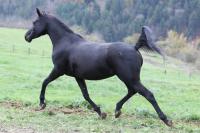 Cheval Annonce - Petites annonces équestres - Cavalier - Chevaux ...