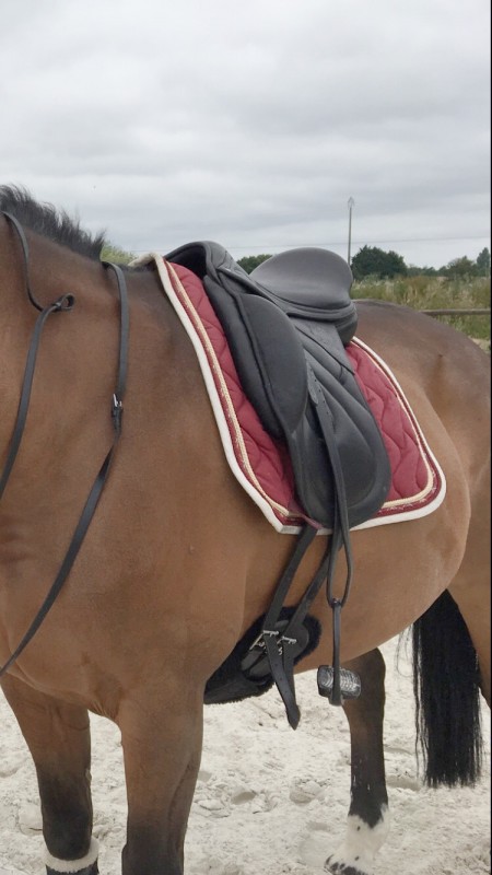 Cheval Annonce - Petites annonces équestres - Cavalier - Chevaux ...