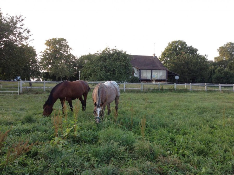 Cheval Annonce - Petites annonces équestres - Cavalier - Chevaux ...