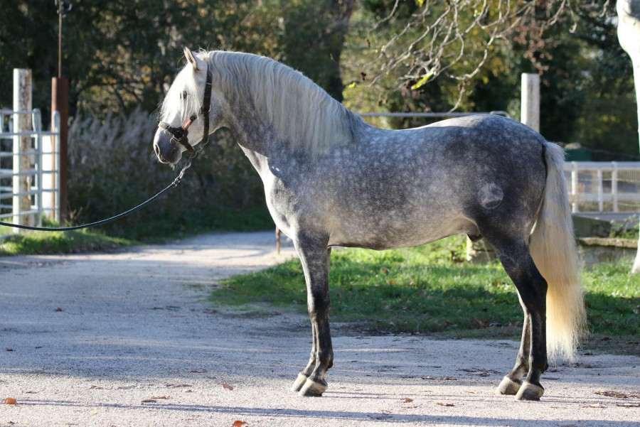 Cheval pure race espagnole | ChevalAnnonce.com