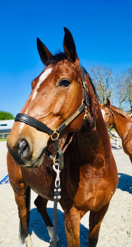 Noms pour chevaux femelle