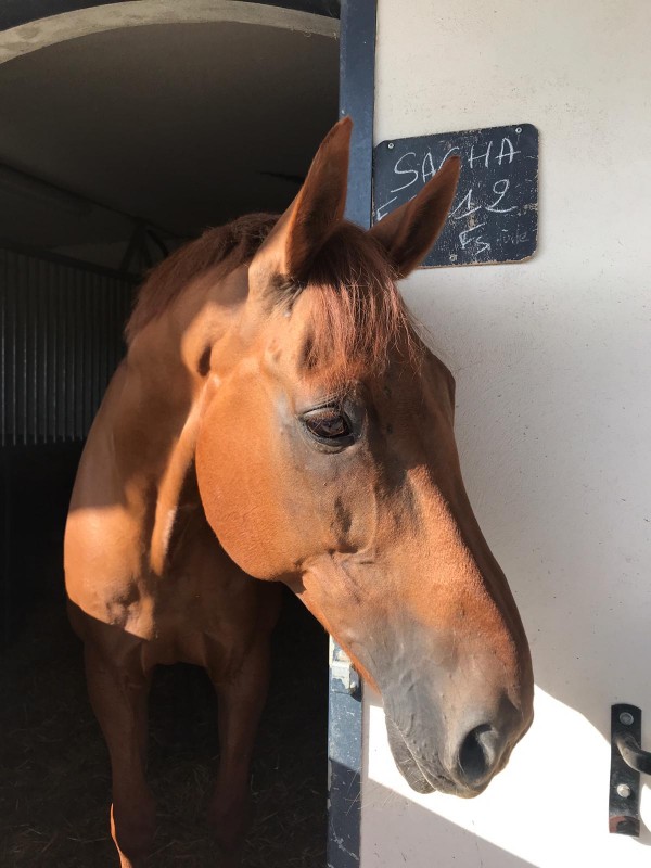 Cheval Annonce - Petites annonces équestres - Cavalier - Chevaux ...