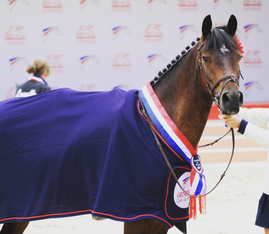 PONEY COMPETITION CSO | ChevalAnnonce.com