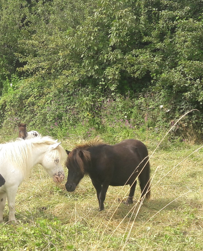 Poulain male type Shetland | ChevalAnnonce.com