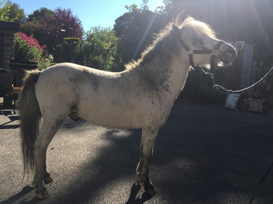 Poneys Poney de Compagnie à vendre | ChevalAnnonce.com