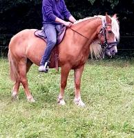 Cheval Annonce - Petites annonces équestres - Cavalier - Chevaux ...