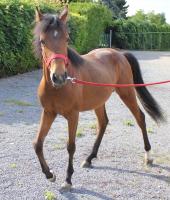 Cheval Annonce - Petites annonces équestres - Cavalier - Chevaux ...