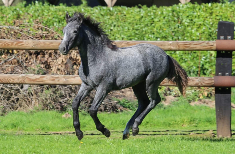 Poulain connemara classe 1 top origines | ChevalAnnonce.com