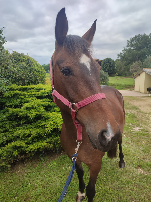 Noms pour chevaux mâle