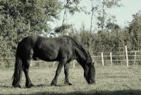 Le cheval Frison, une race à découvrir