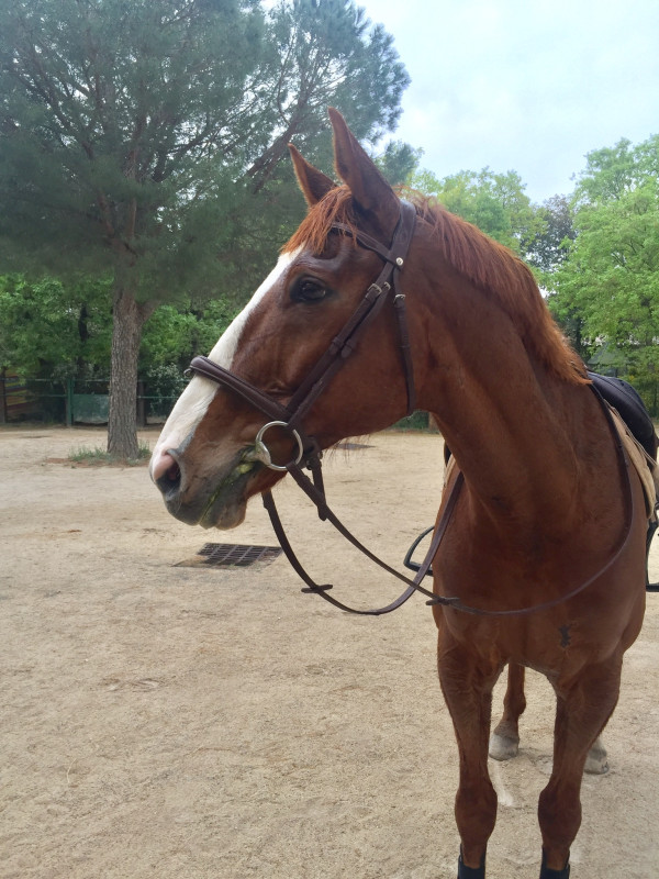 Cheval à donner | ChevalAnnonce.com