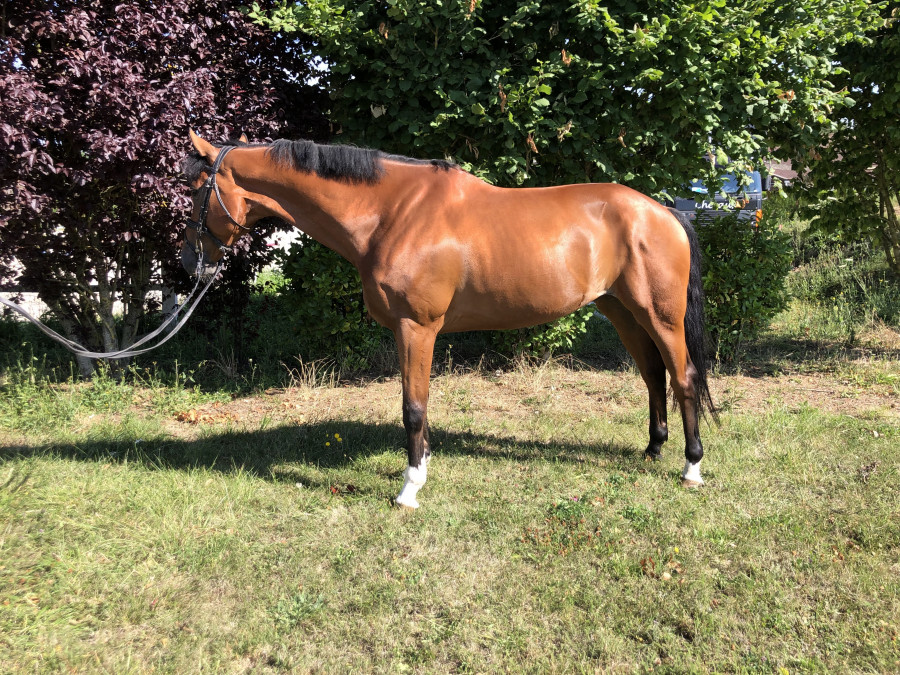 Cheval Annonce - Petites annonces équestres - Cavalier - Chevaux ...