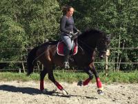 Cheval Annonce - Petites annonces équestres - Cavalier - Chevaux ...