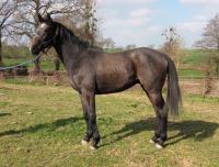 Cheval Annonce - Petites annonces équestres - Cavalier - Chevaux ...