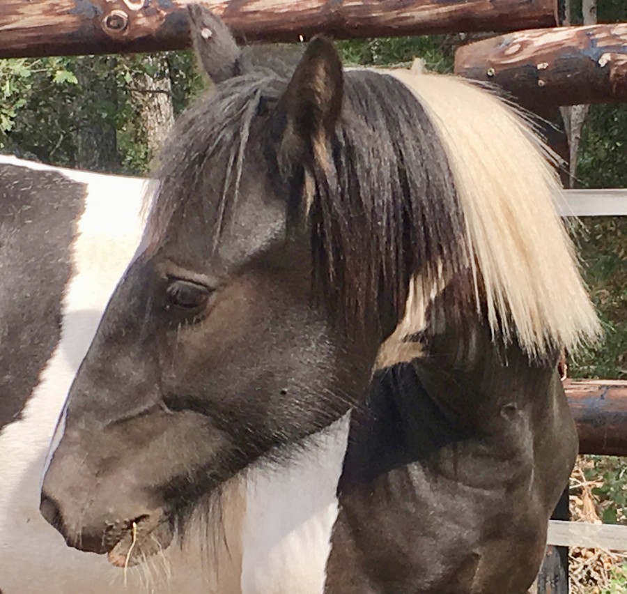 Cheval Annonce - Petites annonces équestres - Cavalier - Chevaux ...