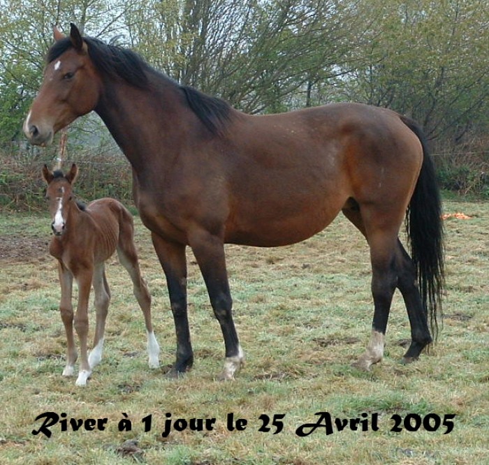 Photos de chevaux