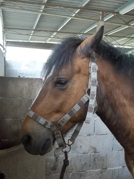 SUITE les poneys du Louvet - Album photo de latournerie | ChevalAnnonce.com