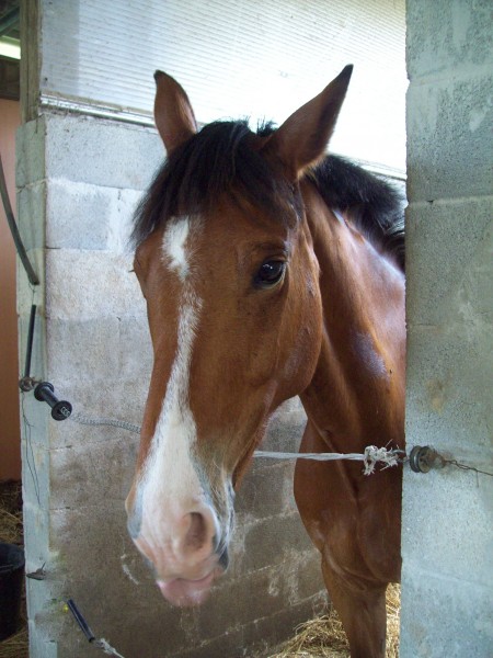SUITE les poneys du Louvet - Album photo de latournerie | ChevalAnnonce.com