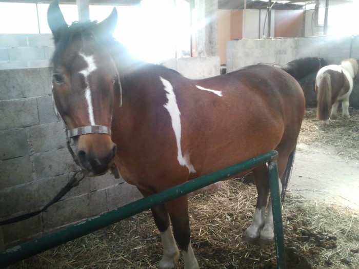 SUITE les poneys du Louvet - Album photo de latournerie | ChevalAnnonce.com