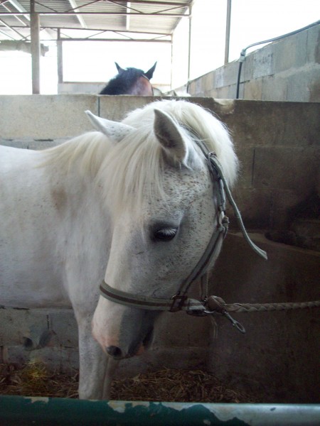 SUITE les poneys du Louvet - Album photo de latournerie | ChevalAnnonce.com