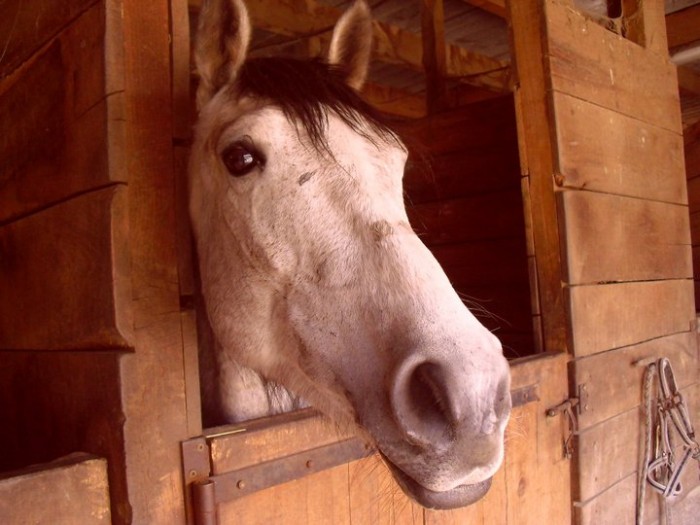 SUITE les poneys du Louvet - Album photo de latournerie | ChevalAnnonce.com