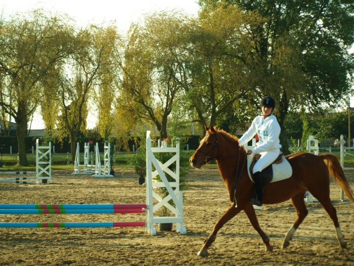 SUITE les poneys du Louvet - Album photo de latournerie | ChevalAnnonce.com