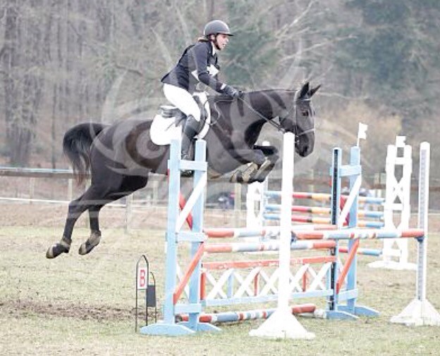 Comment estimer le prix d'un cheval Comment estimer le prix d'un cheval