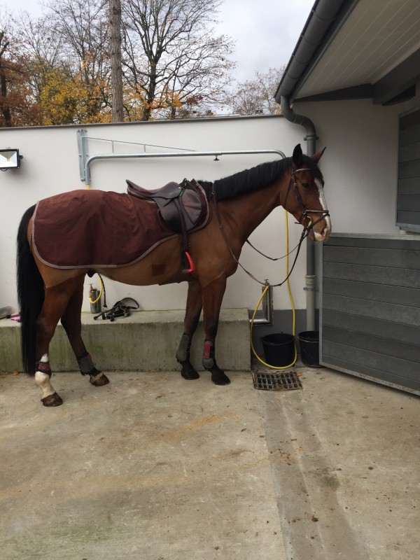 Comment estimer le prix d'un cheval Comment estimer le prix d'un cheval