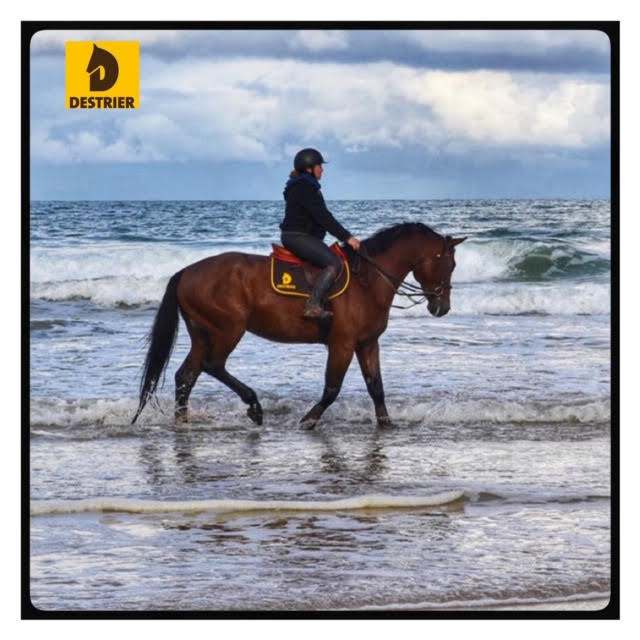 Destrier | ChevalAnnonce.com
