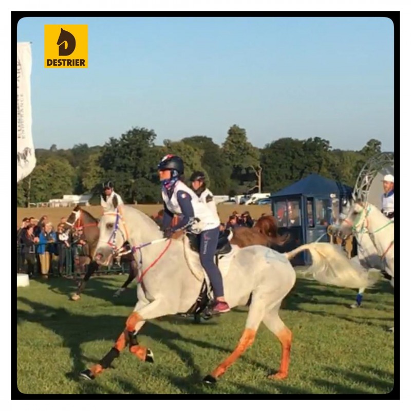 Destrier | ChevalAnnonce.com