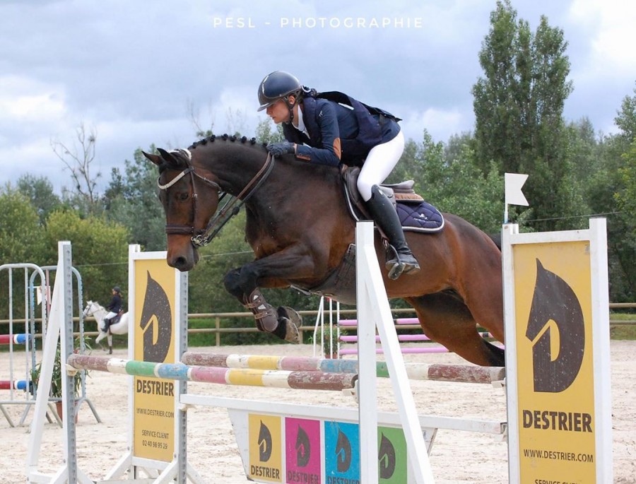 Destrier | ChevalAnnonce.com