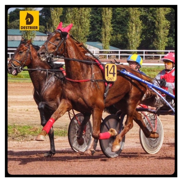 Destrier | ChevalAnnonce.com