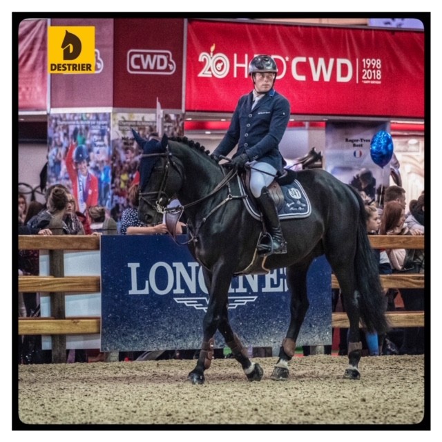 Destrier | ChevalAnnonce.com