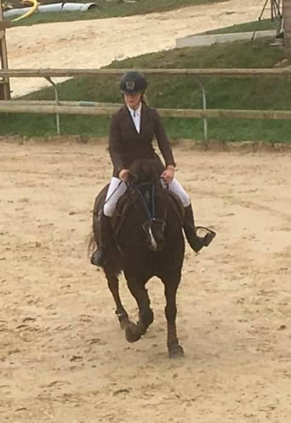 Soizic rose des vents - Cheval de race Selle français | ChevalAnnonce.com