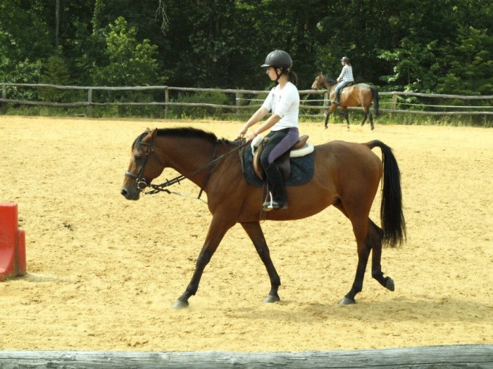 SUITE les poneys du Louvet - Album photo de latournerie | ChevalAnnonce.com