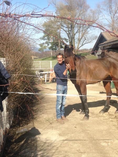 ULTRASON - Cheval de race Aqps | ChevalAnnonce.com